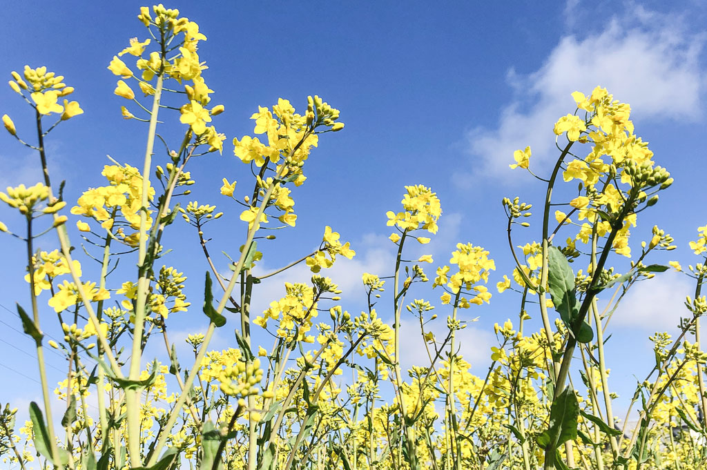Vacker hud med Rapsolja - Grön Skönhet